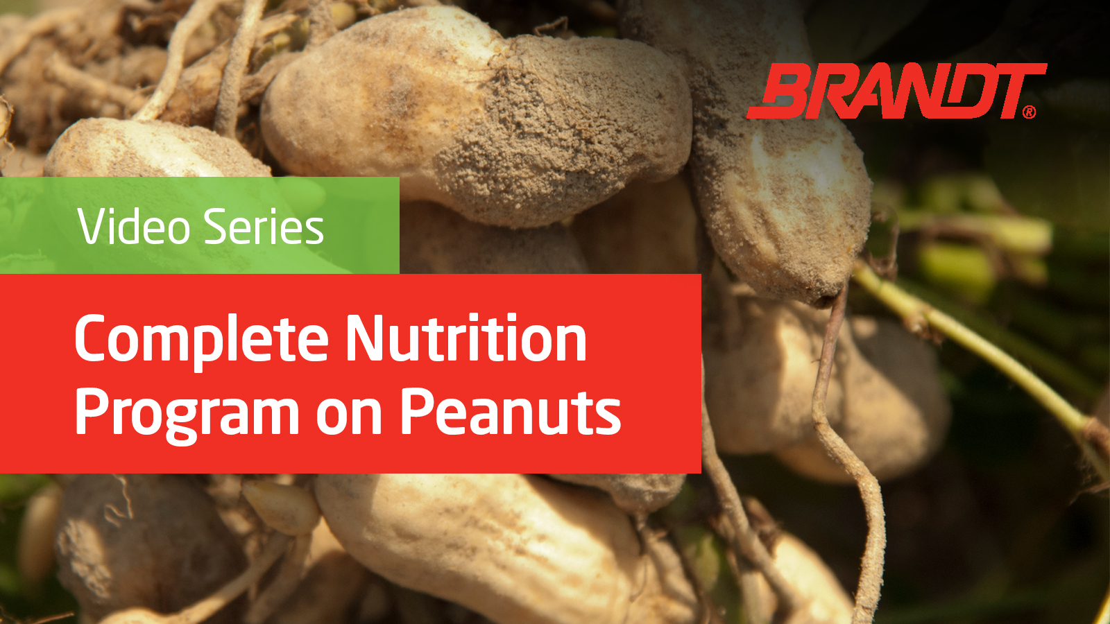 Peanut Nutrition Guide